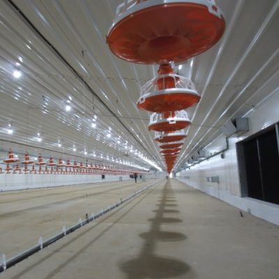 Broiler Breeder Houses with Laying Nests - Solutions - Agrotop