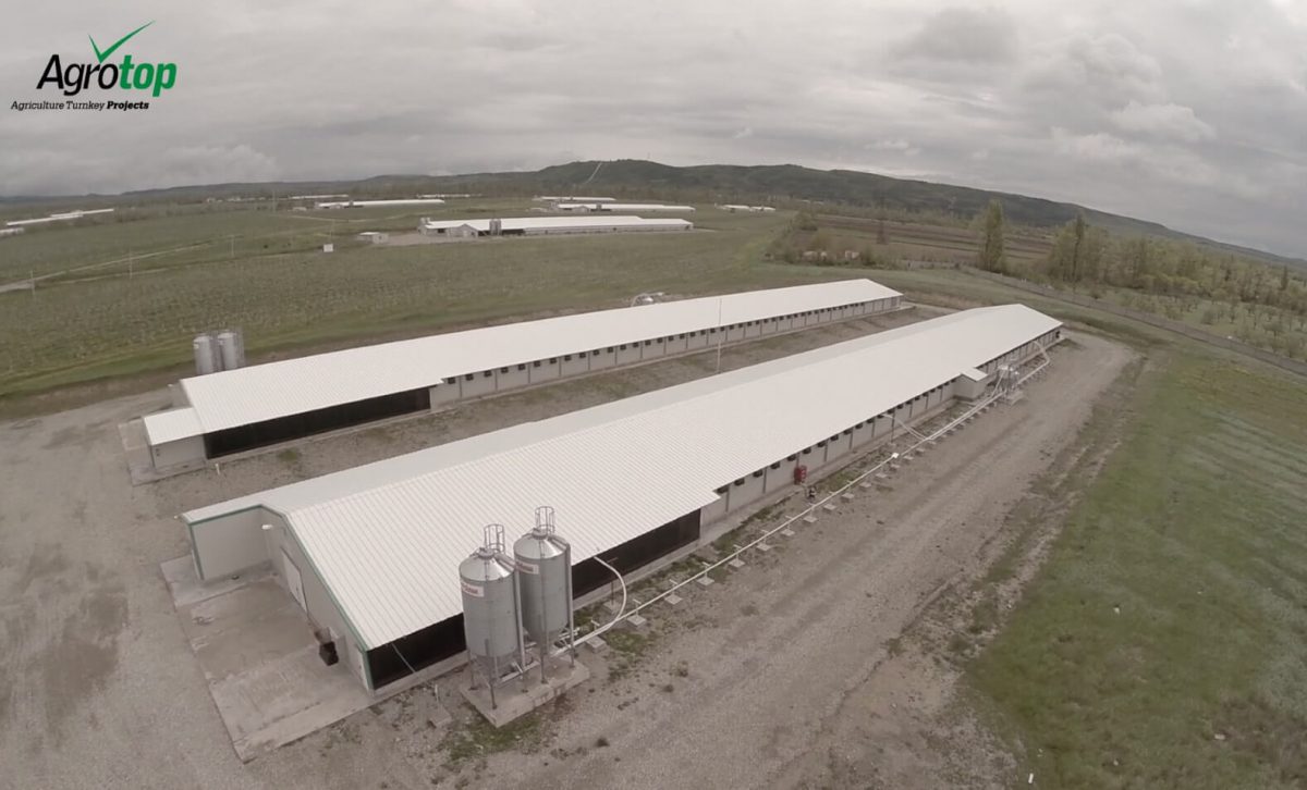 Egg Production – Solutions | Agrotop