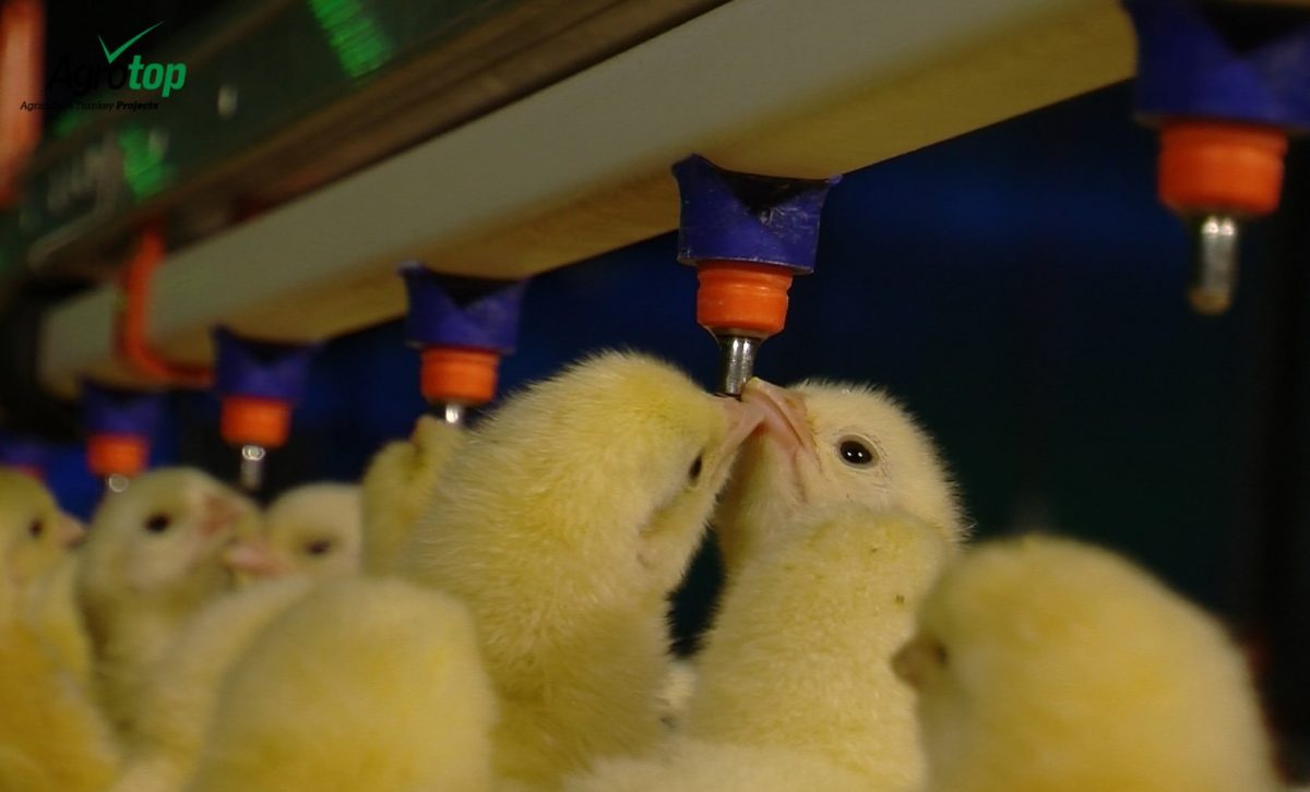 Poultry Farming Business News – Press Releases - Agrotop